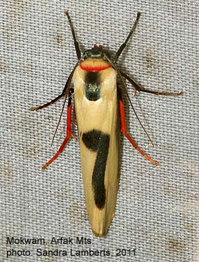 Papua Insects Foundation (Lepidoptera/Erebidae(Arctiinae)/Oeonistis ...